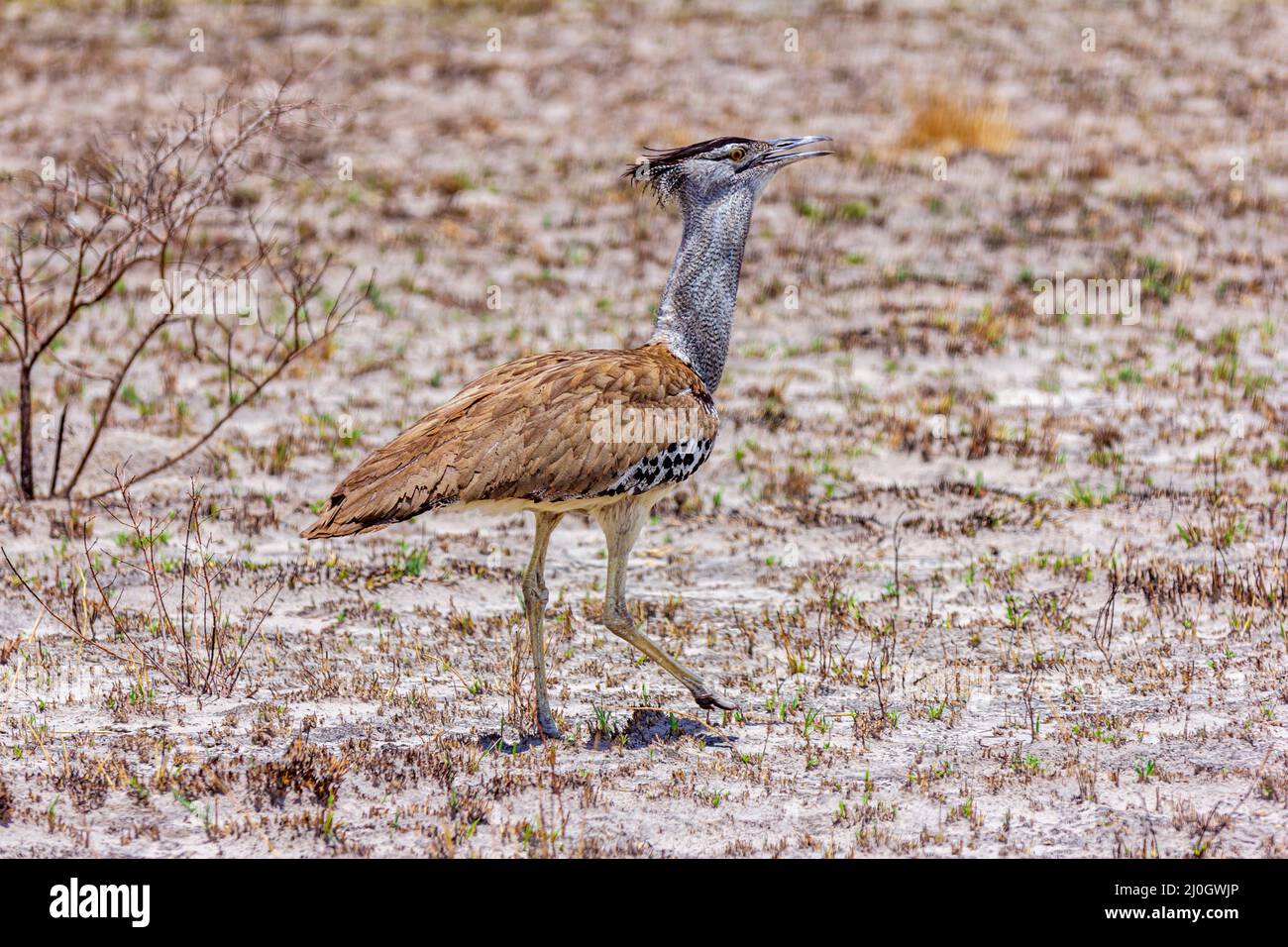 Kori bustard and botswana hi-res stock photography and images - Alamy