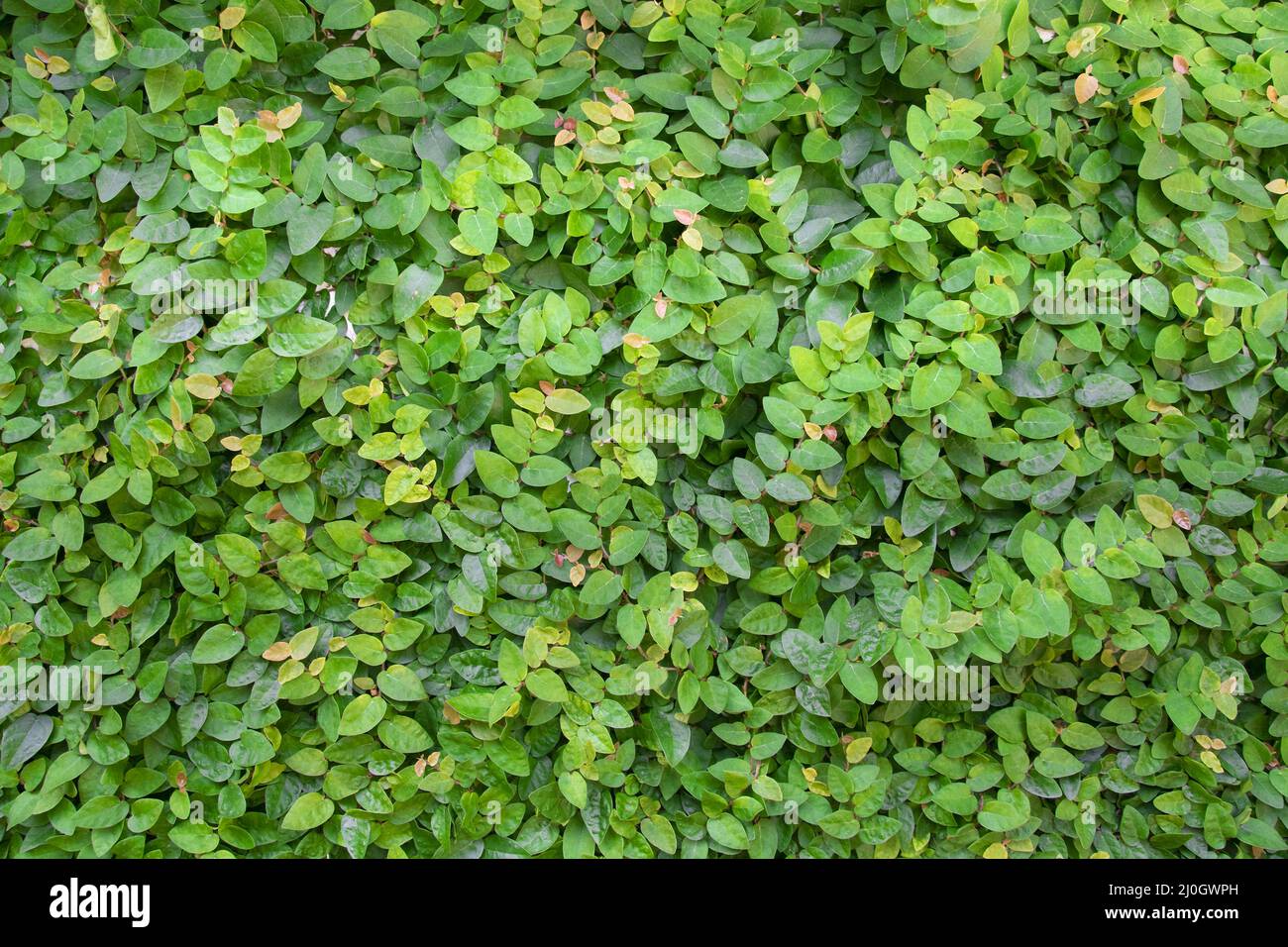 Natural background leaves plants hi-res stock photography and images ...