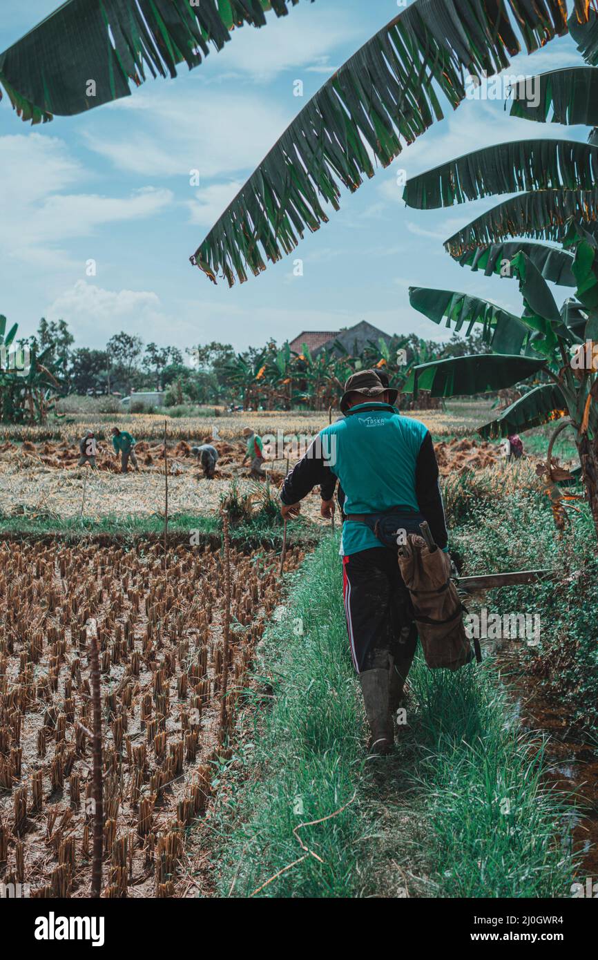 rice milling carried out by farmers in Indonesia Stock Photo - Alamy