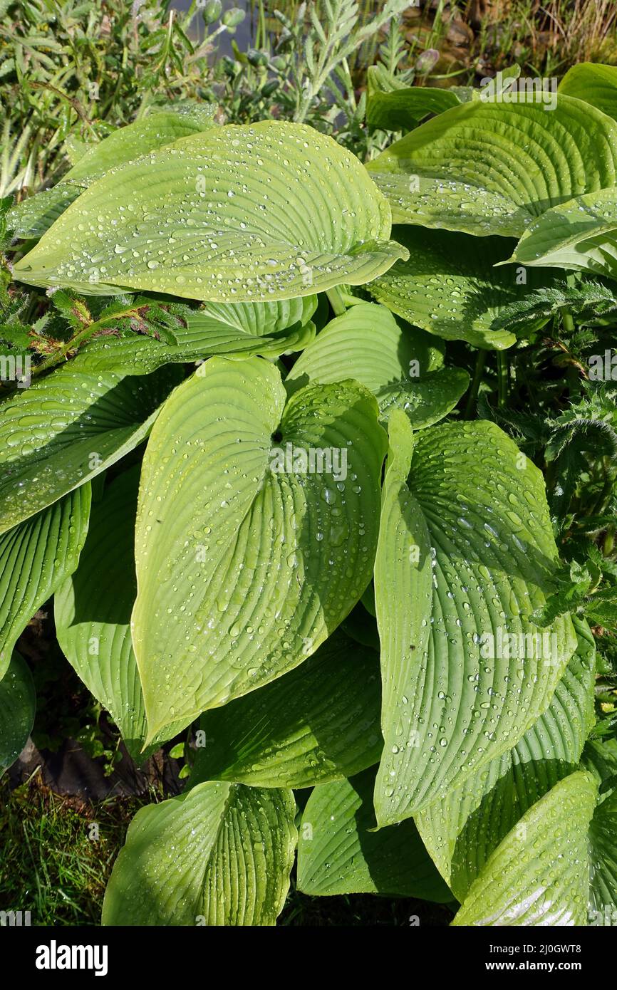 Hosta hosta sp hi-res stock photography and images - Alamy