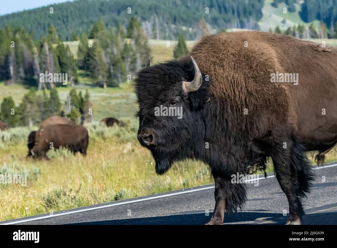 American Bison in the field of Yellowstone National Park, Wyoming Stock ...