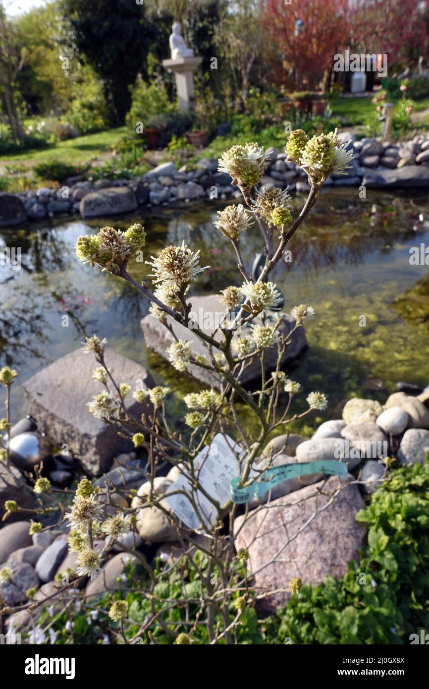 Large feather bush (Fothergilla major), flowering ornamental shrub by ...