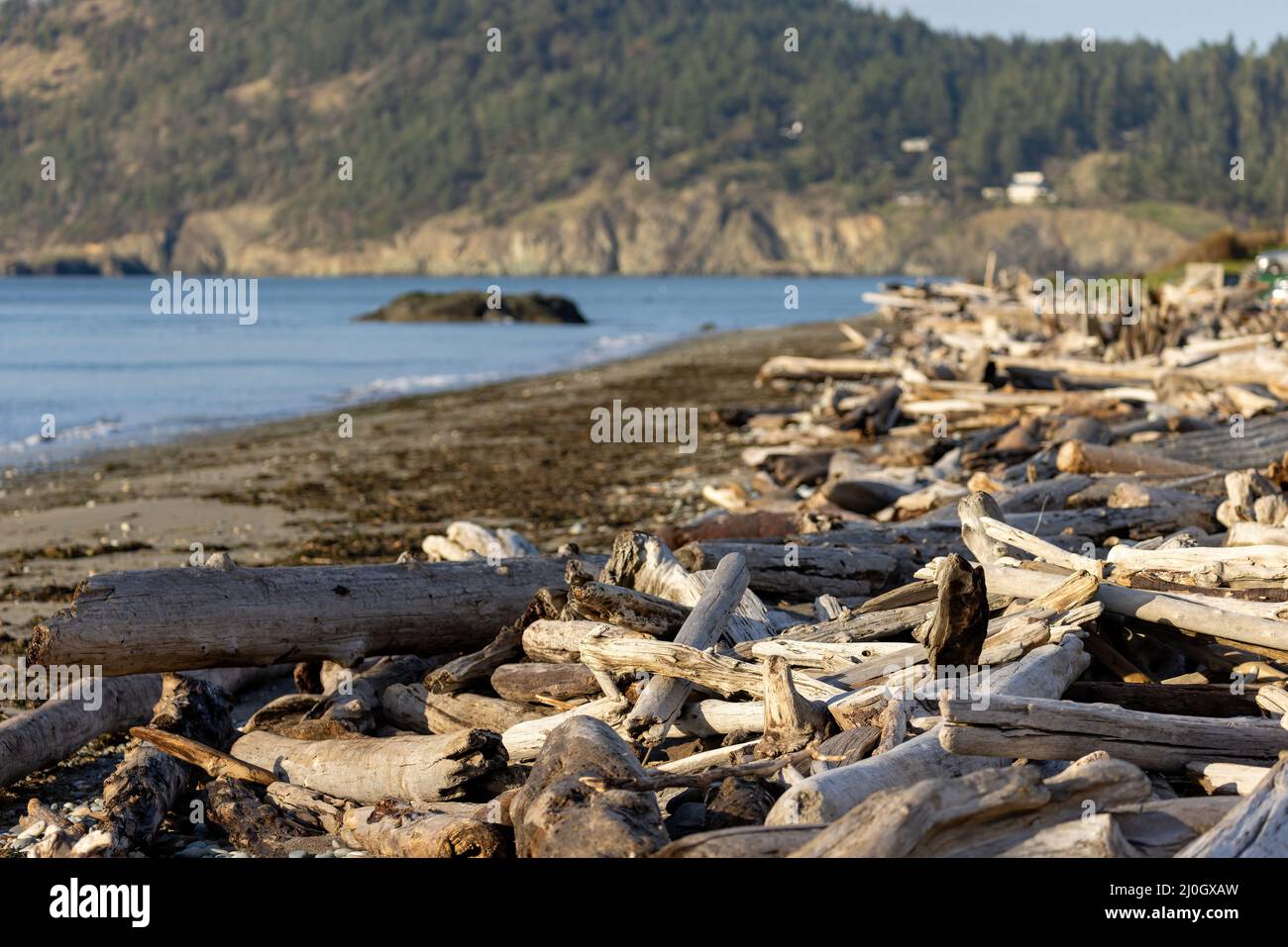 long calm rocky beach with rows of bleached driftwood and forest cliffs ...