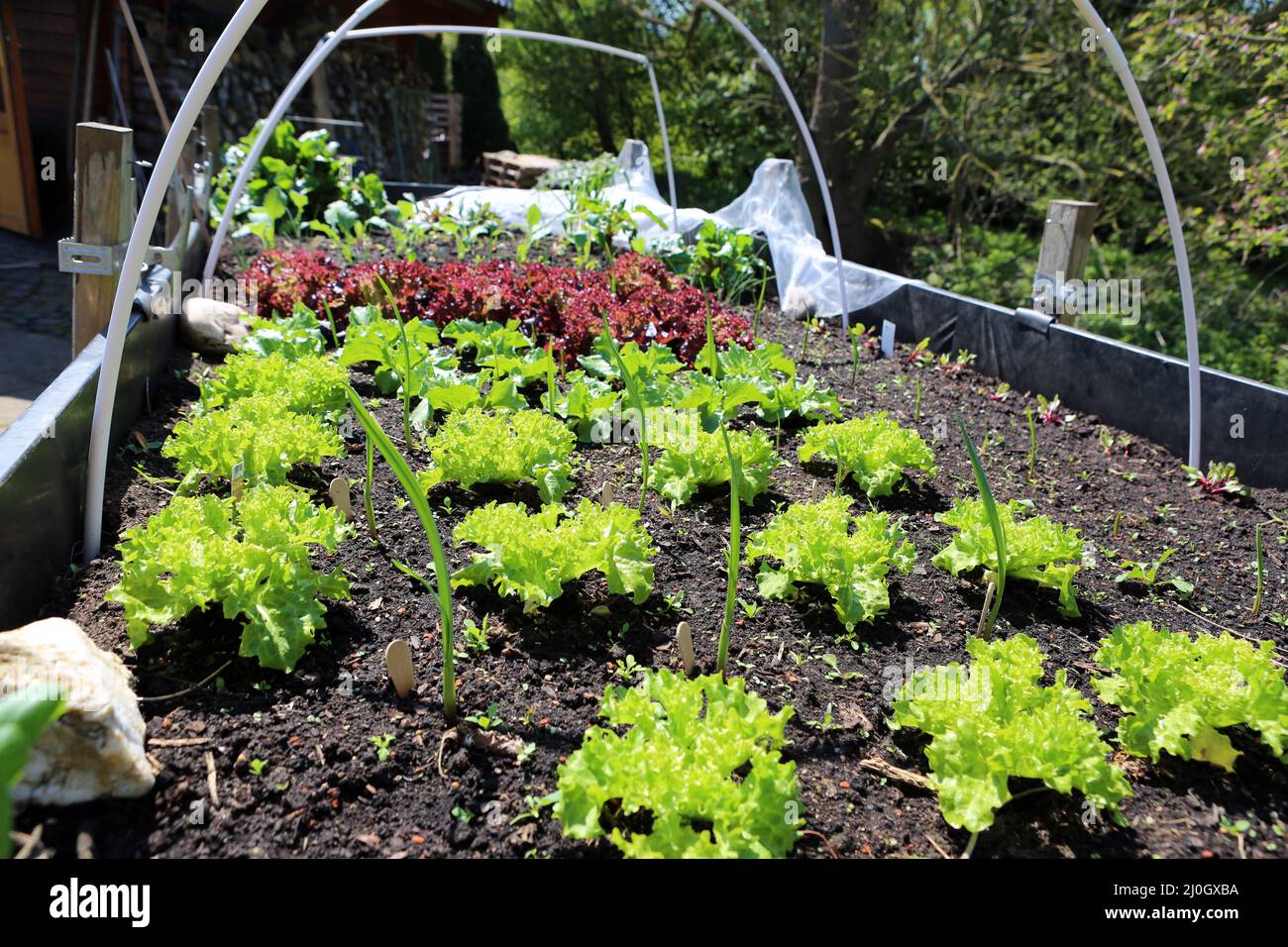 Various vegetables and salads thrive in the raised bed Stock Photo - Alamy