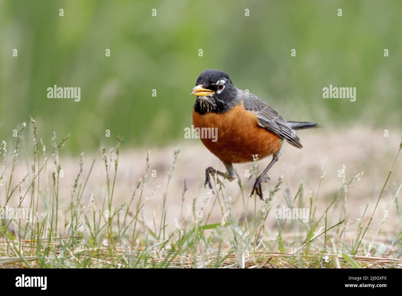 Robin in the grass hi-res stock photography and images - Alamy