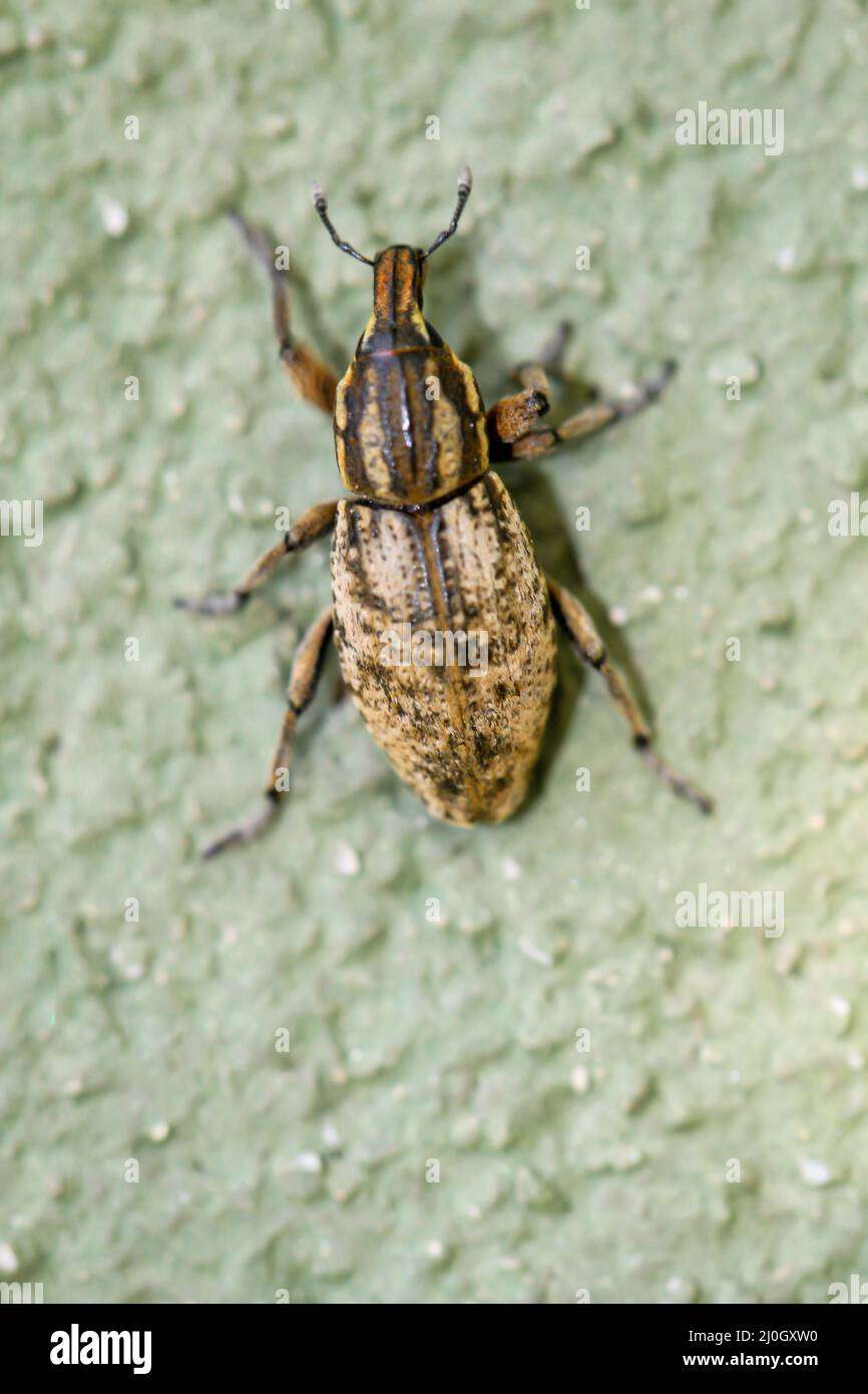 Beautiful weevil hi-res stock photography and images - Alamy