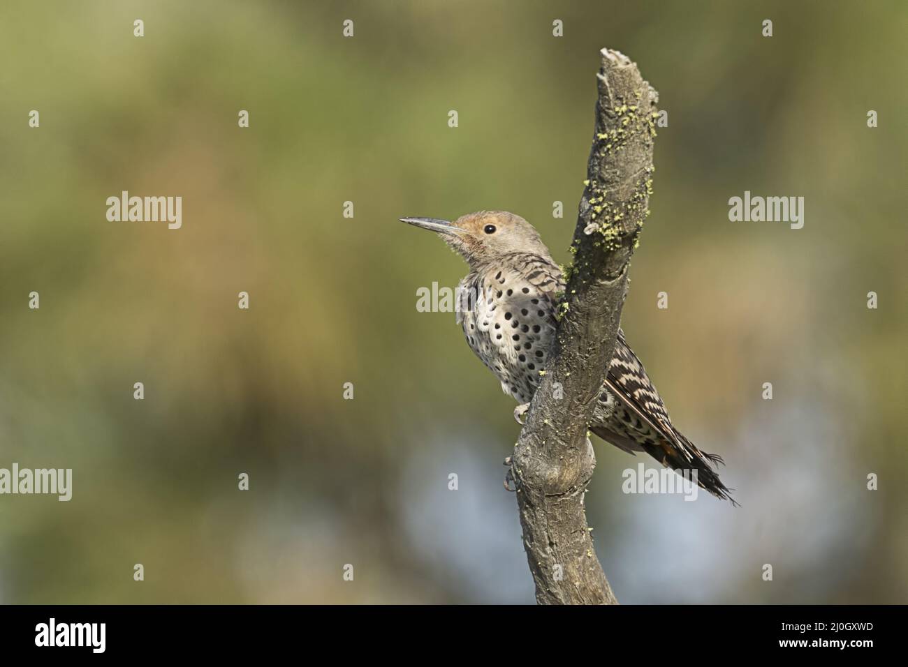 Flicker piciformes picidae bird hi-res stock photography and images - Alamy