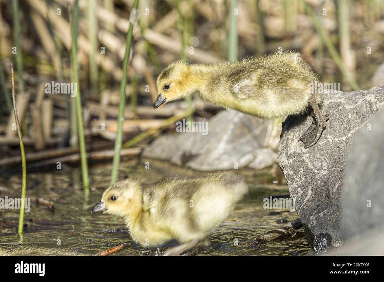Goose jumping hi-res stock photography and images - Alamy