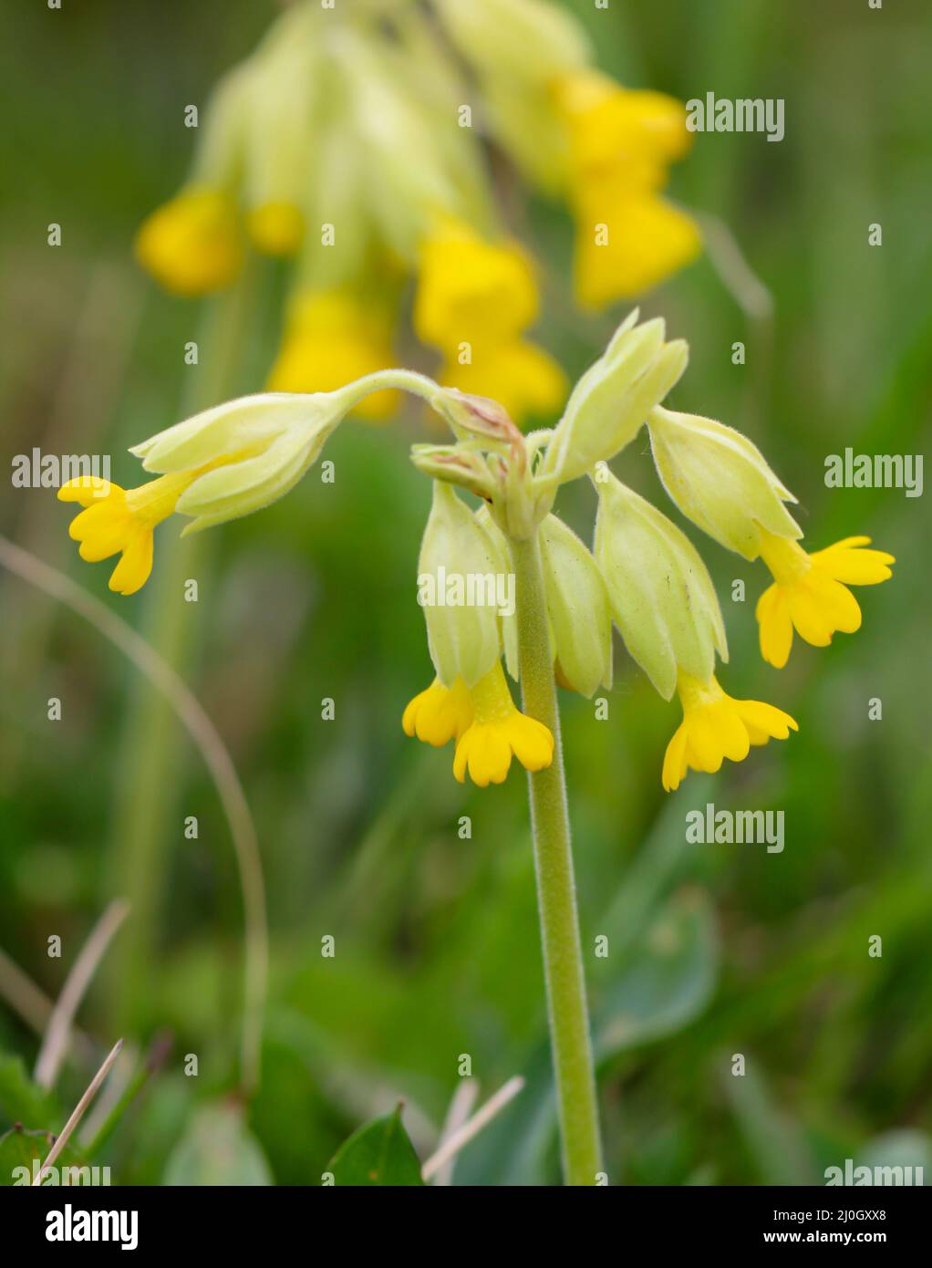 Meadow cowslip hi-res stock photography and images - Alamy