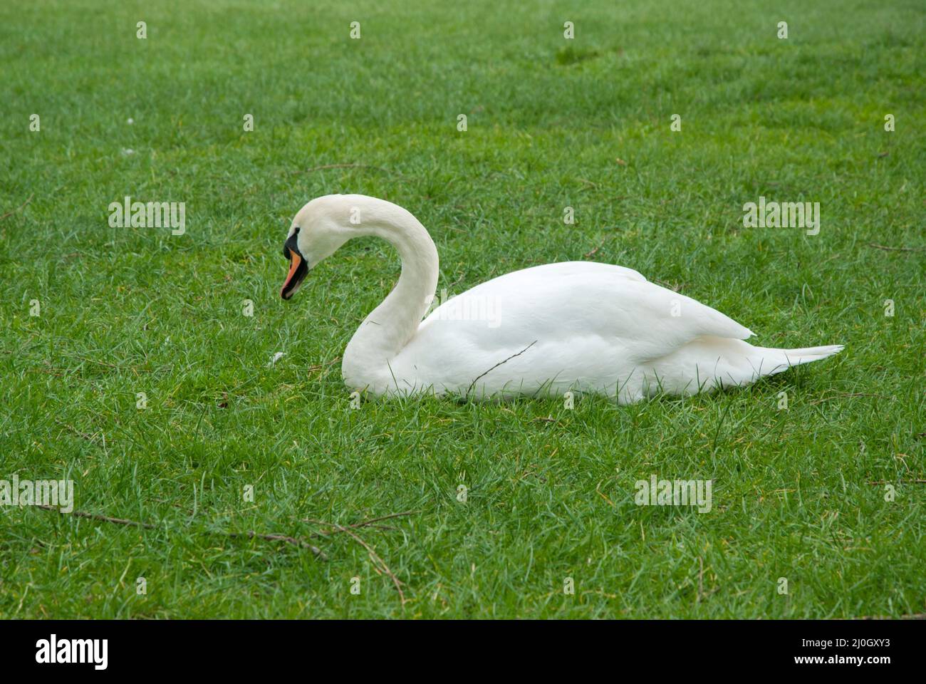 White swan lying on hi-res stock photography and images - Alamy