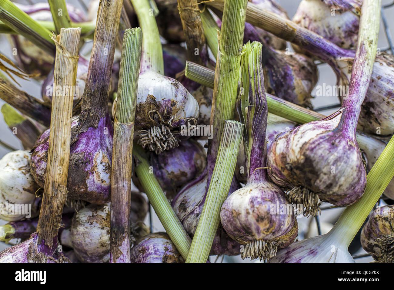 Garlic bulbs growing hi-res stock photography and images - Alamy