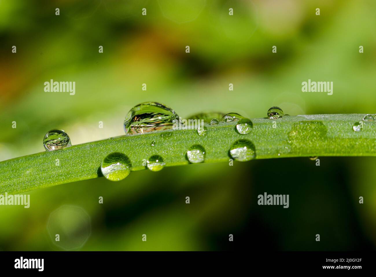 Plant stem and water hi-res stock photography and images - Alamy
