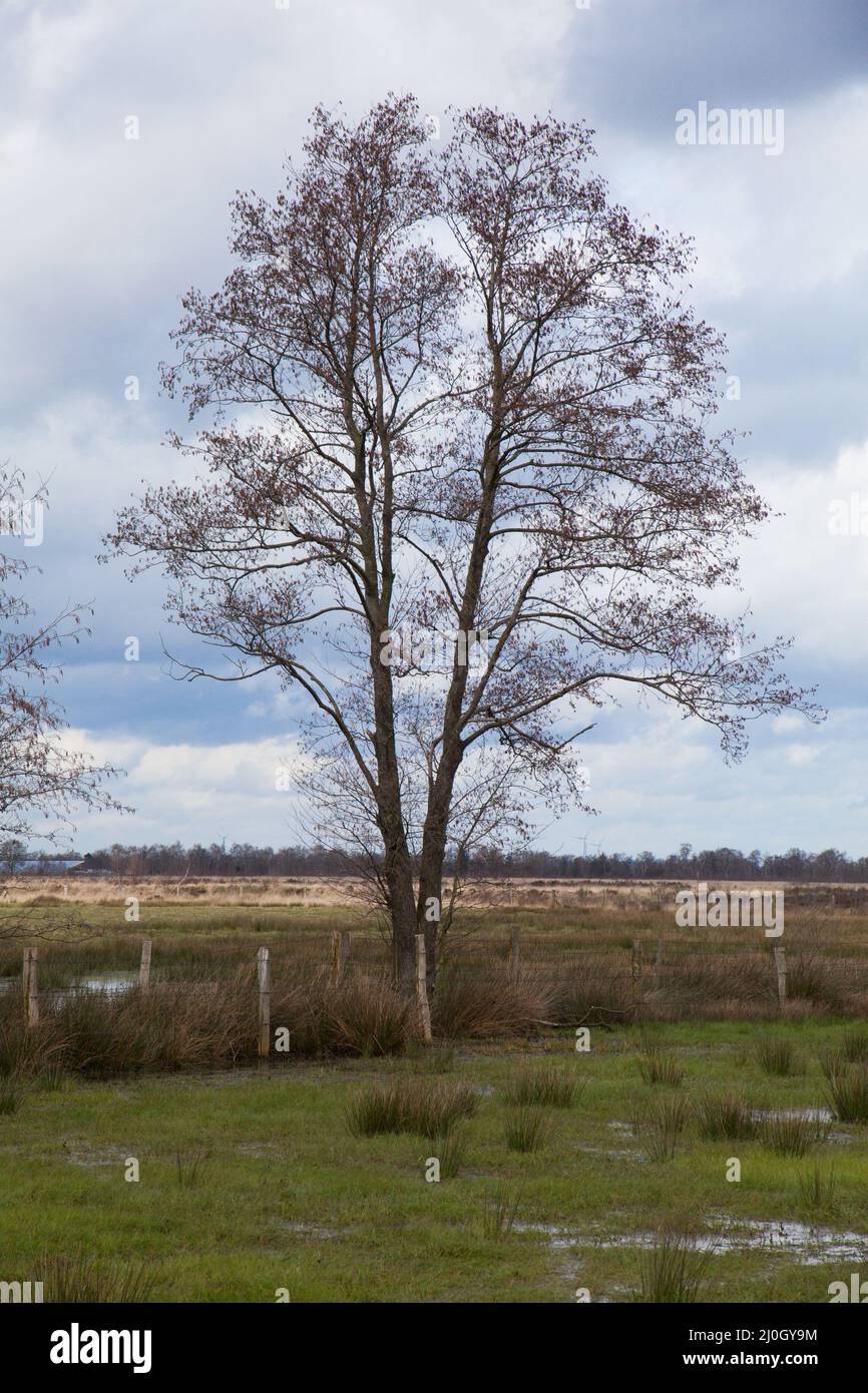 Moor landscape Recker moor in Germany Stock Photo - Alamy