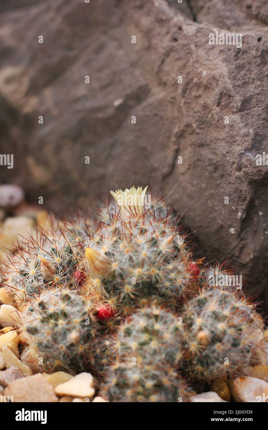 Closeup view of a natural cactus plant growing in he desert garden ...