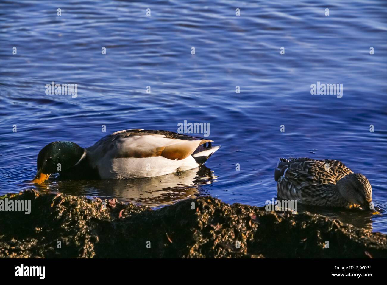Scenery of ducks in the water Stock Photo - Alamy