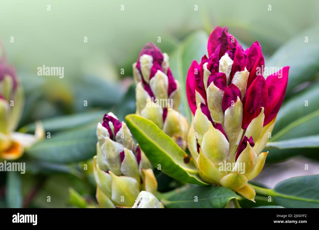 Red azalea flower hi-res stock photography and images - Alamy
