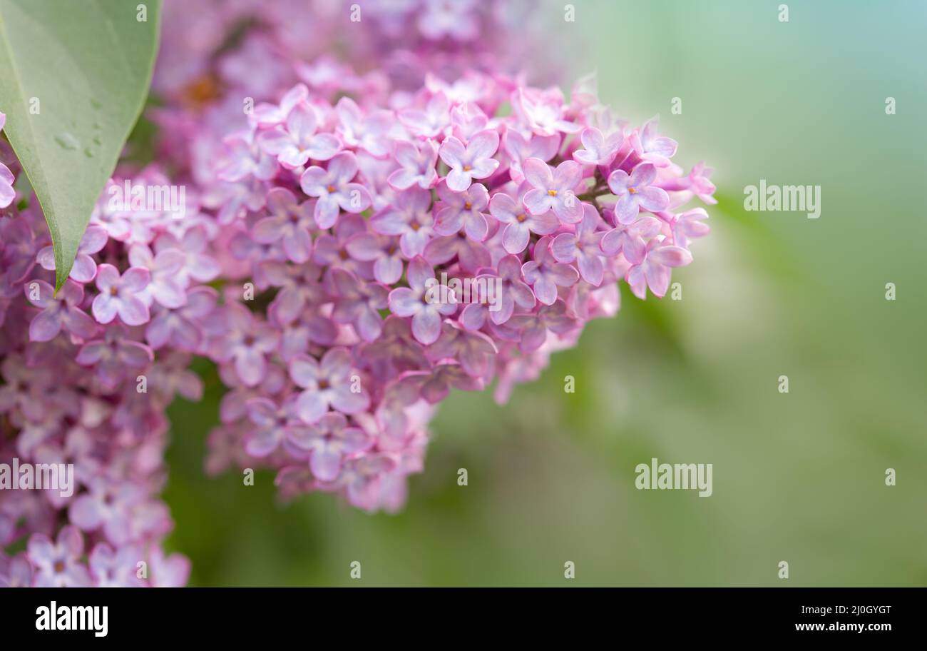 Blossoming lilac bush in spring hi-res stock photography and images - Alamy