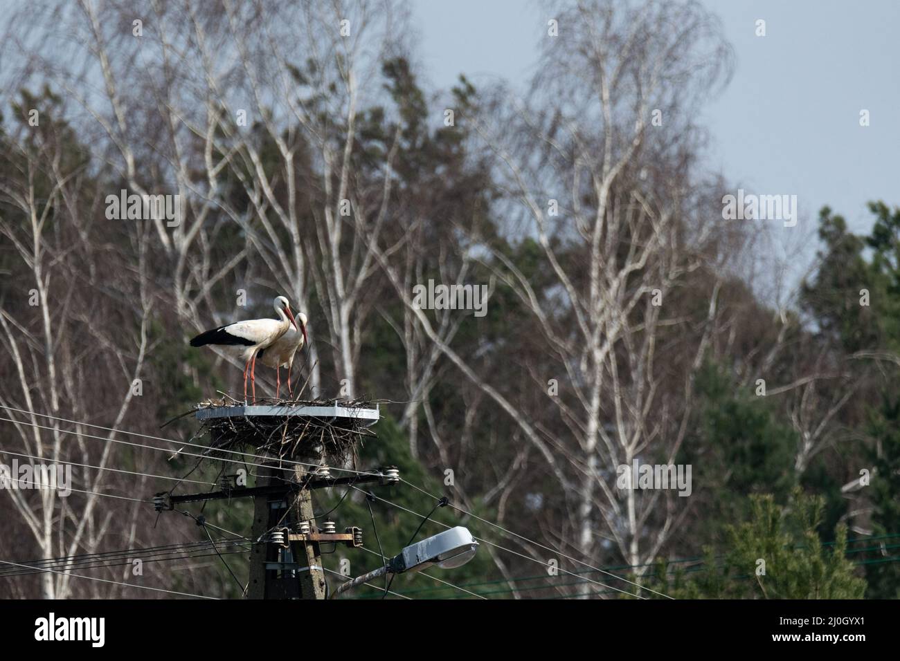 First migratory stork hi-res stock photography and images - Alamy