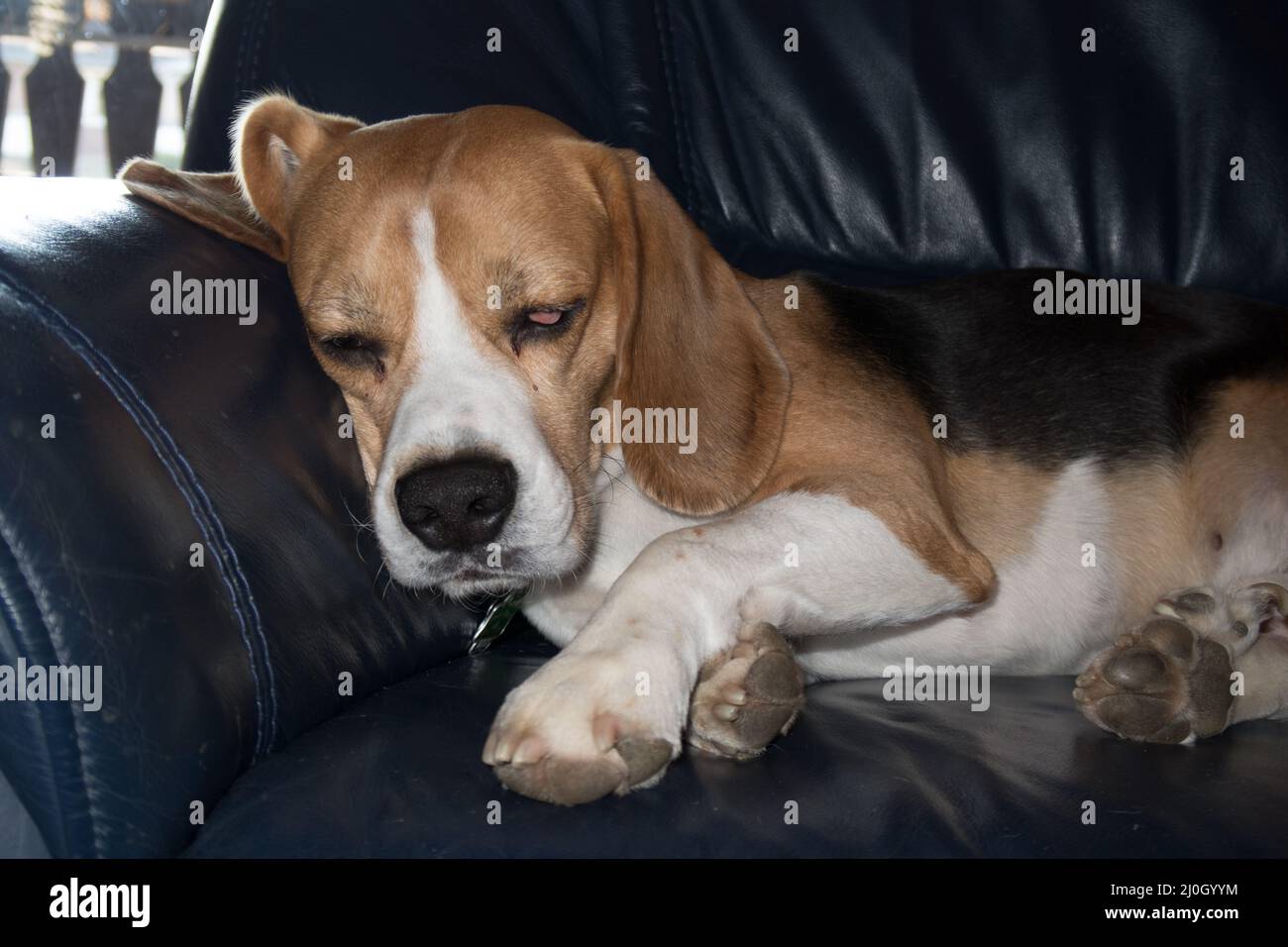 Cute beagle sleeping on a sofa relaxing Stock Photo - Alamy