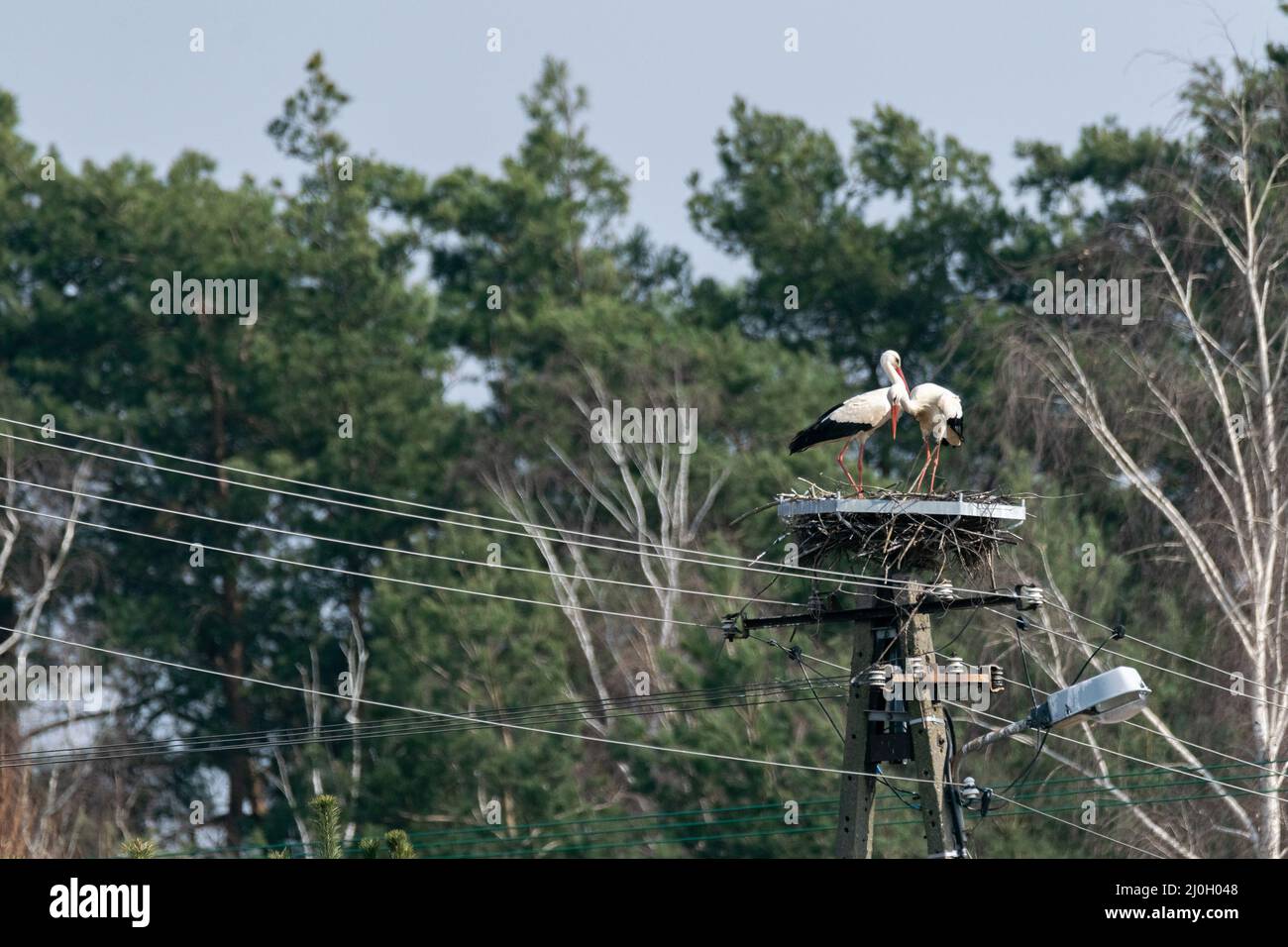 Storks in a nest on an electric pole. Bird migration. The first signs ... Storks in a nest on an electric pole. Bird migration. The first signs ...