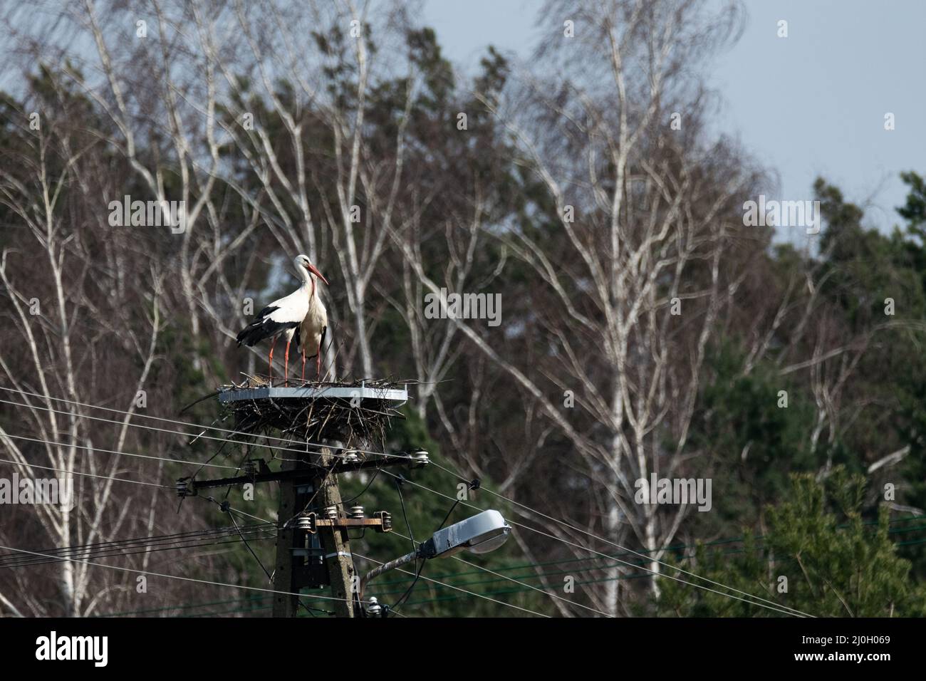 First migratory stork hi-res stock photography and images - Alamy