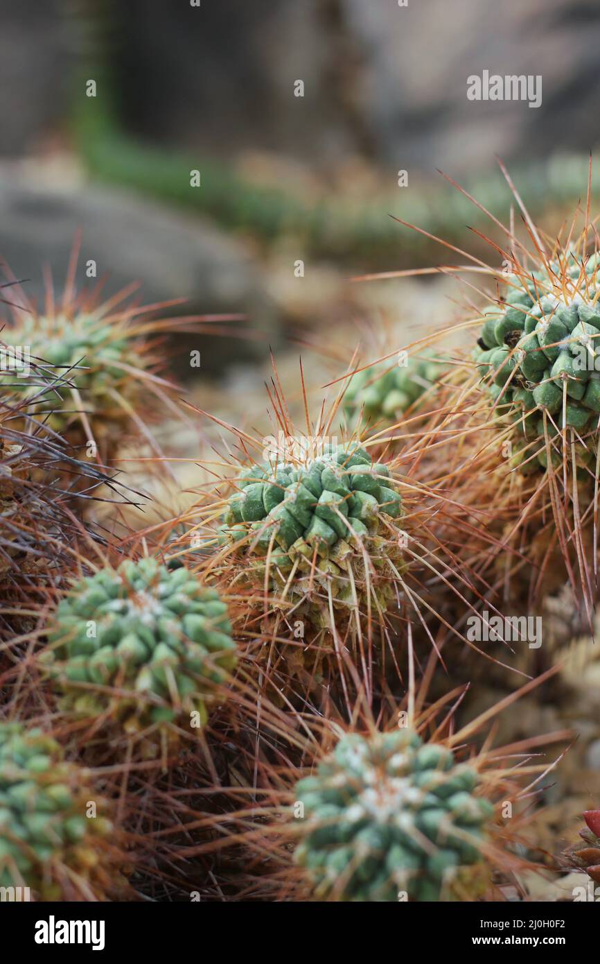 Closeup view of a natural cactus plant growing in he desert garden ...