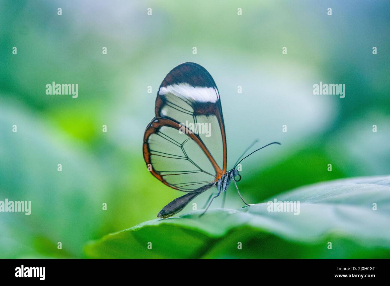 Lacewing butterfly, Wye Valley Butterfly Zoo, Symonds Yat, England, UK ...