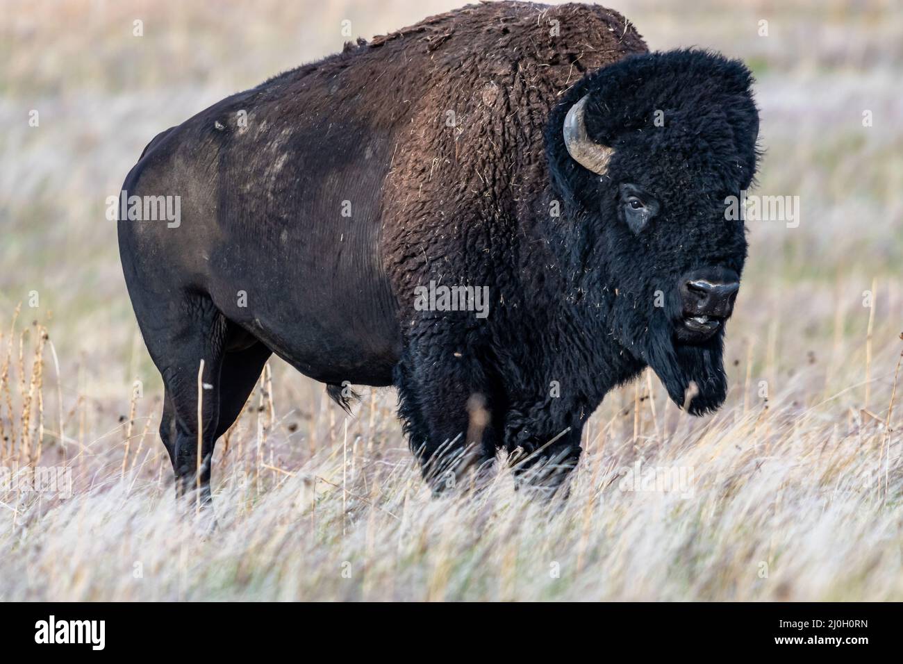 American Bison in the field of Antelope Island SP, Utah Stock Photo - Alamy