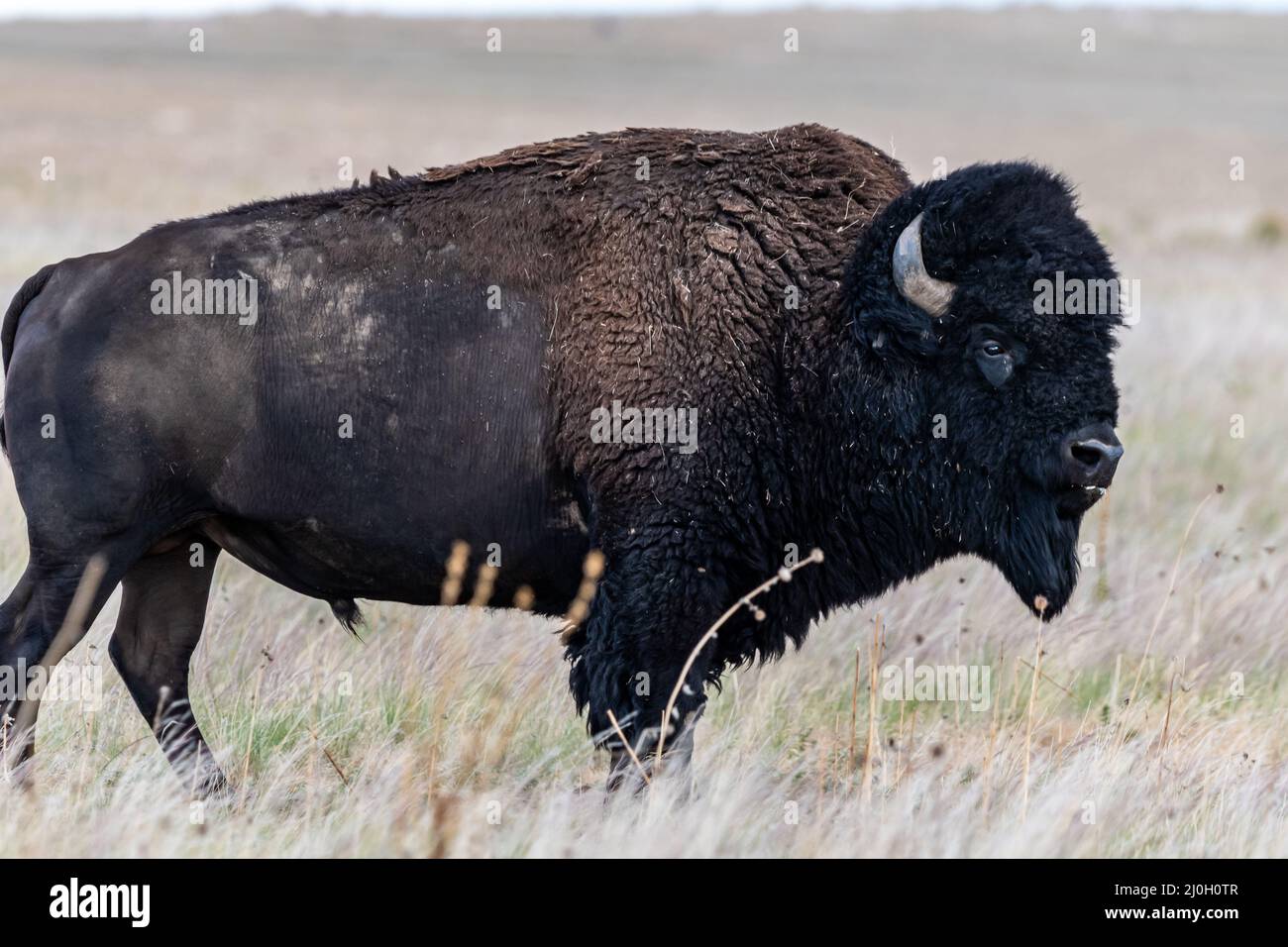 American Bison in the field of Antelope Island SP, Utah Stock Photo - Alamy