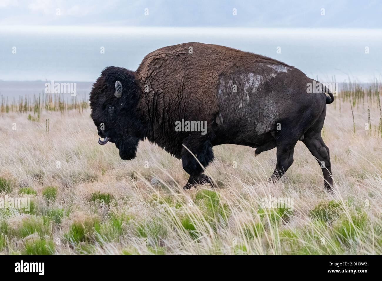 American Bison in the field of Antelope Island SP, Utah Stock Photo - Alamy