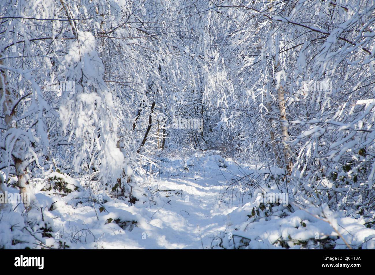 Winter landscape with snow and trees Stock Photo - Alamy