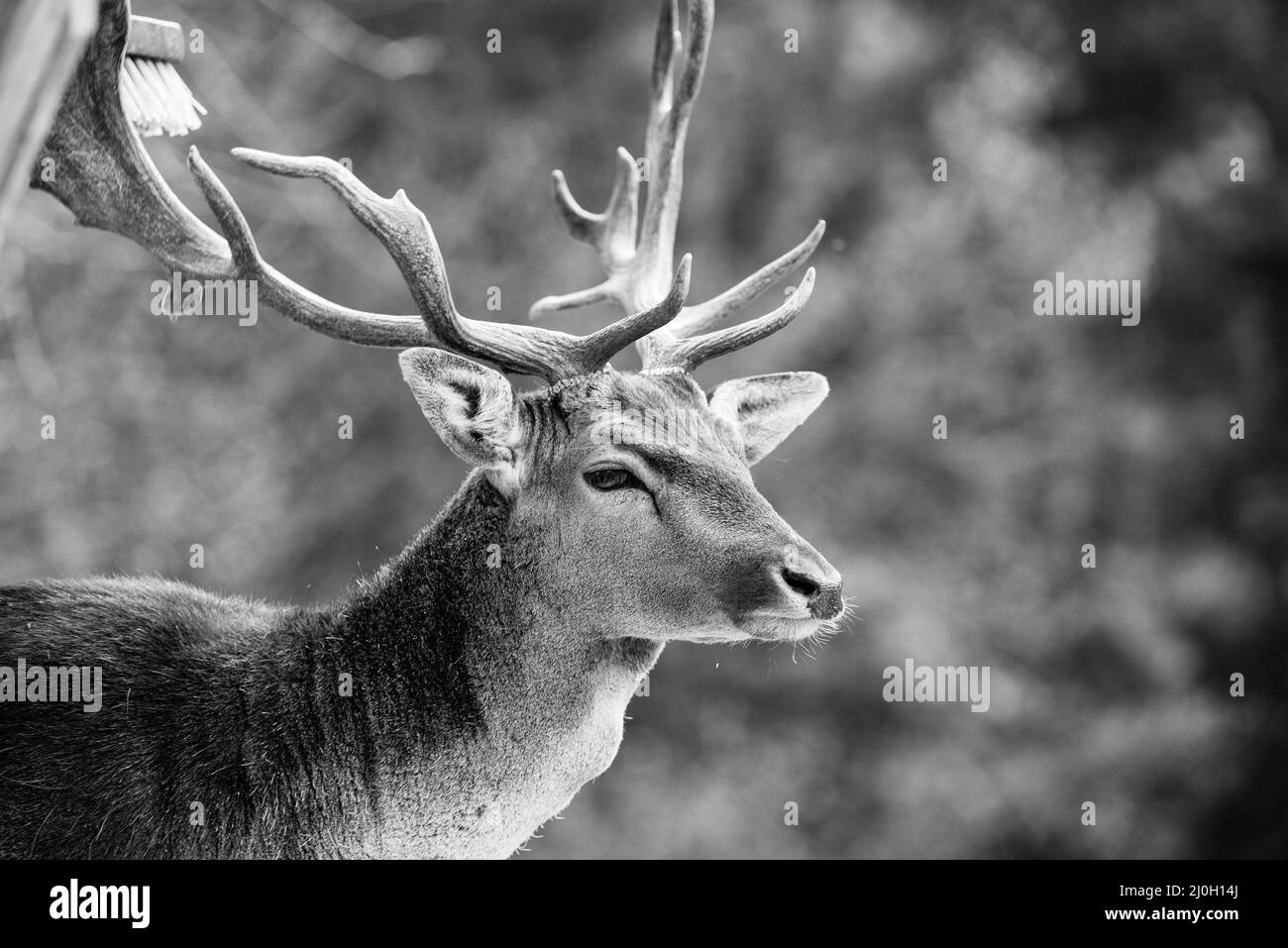 Beautiful view cute deer Black and White Stock Photos & Images - Alamy