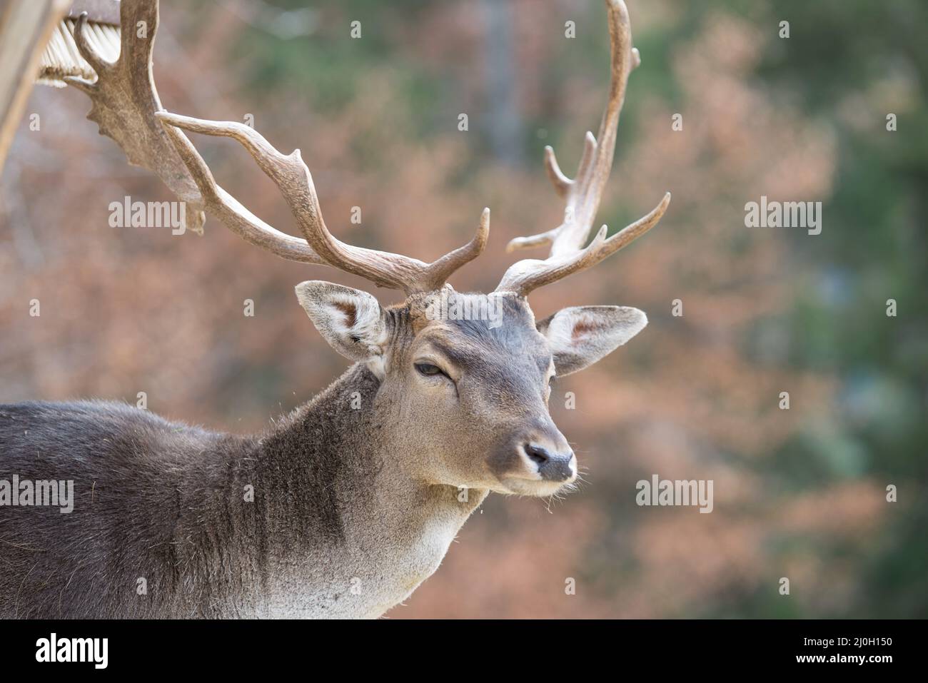 Portrait of a beautiful deer in its natural habitat Stock Photo - Alamy