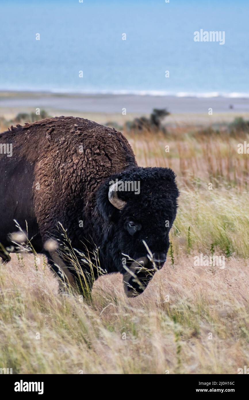 Bison field hi-res stock photography and images - Alamy
