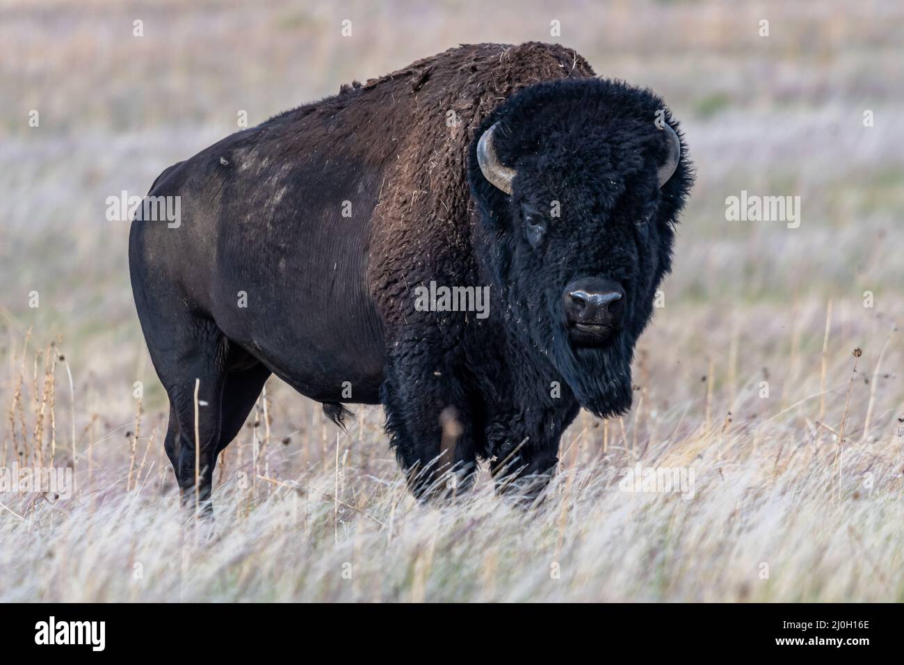American Bison in the field of Antelope Island SP, Utah Stock Photo - Alamy