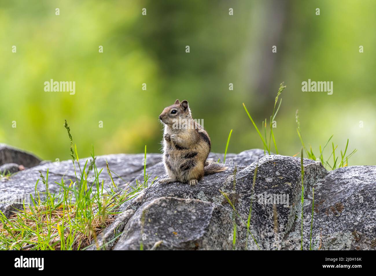 A Yellow Pine Chipmunk at Lewis and Clark Cavern SP, Montana Stock ...