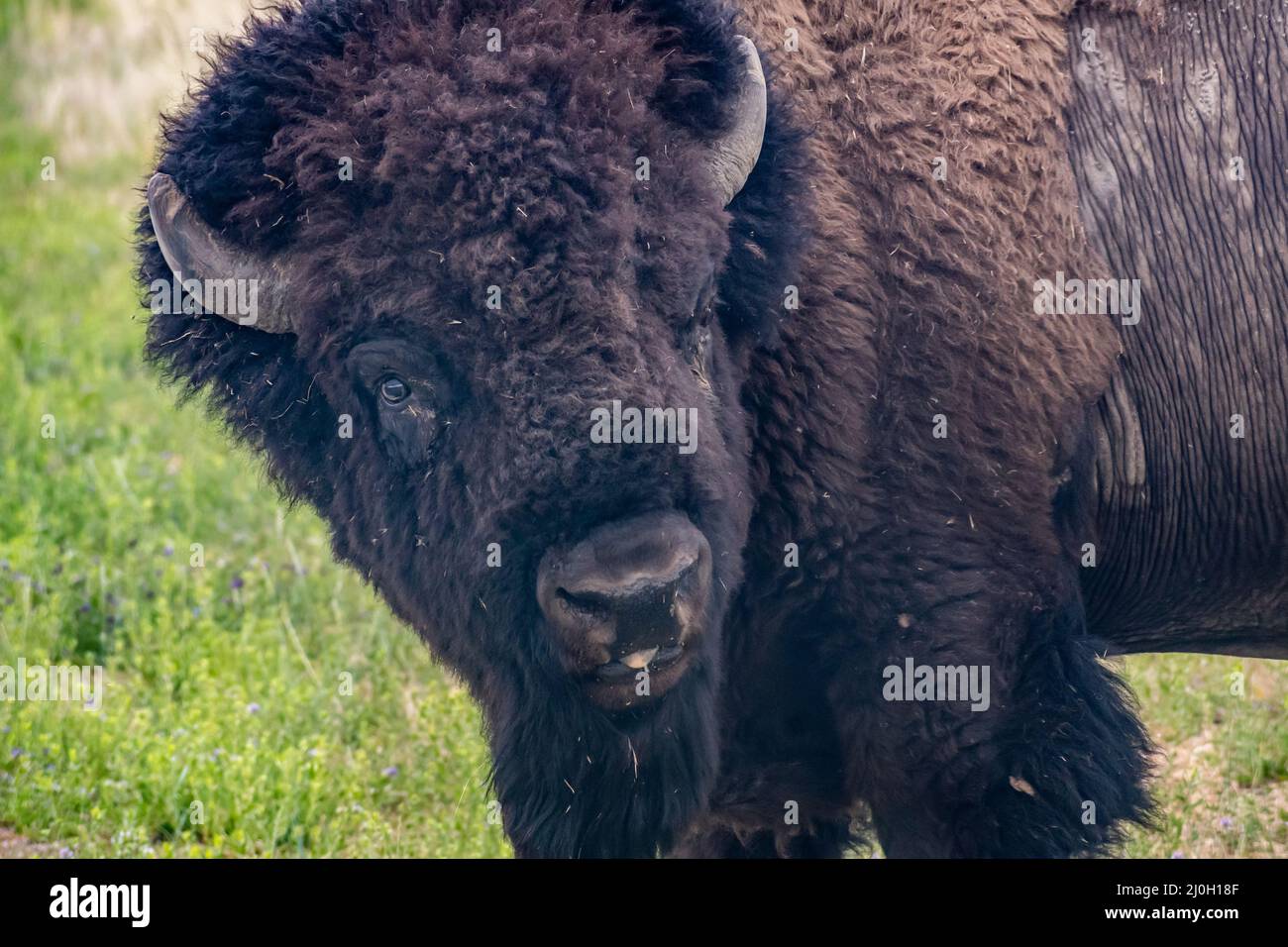 American Bison in the field of Antelope Island SP, Utah Stock Photo - Alamy