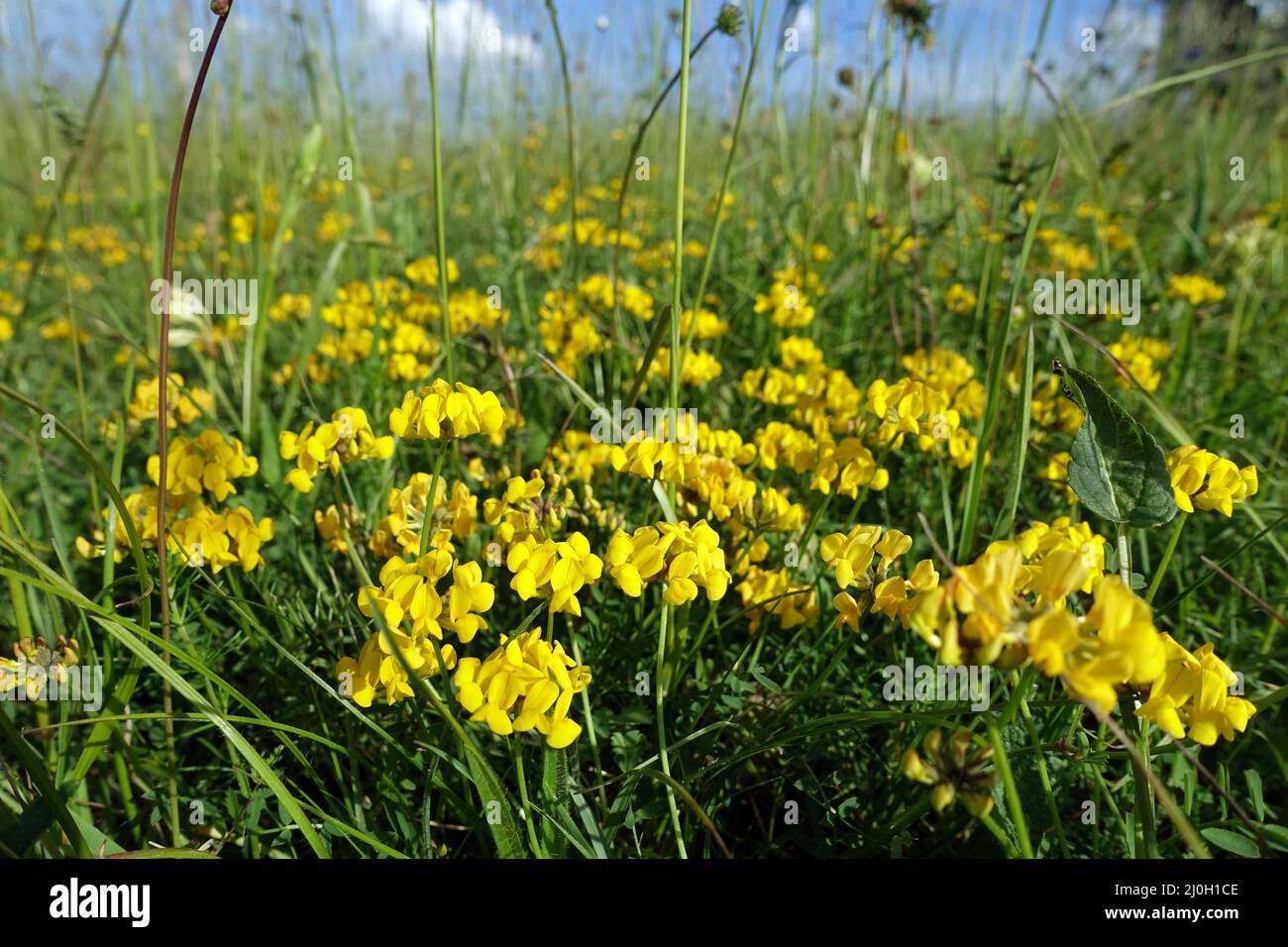 Common horseshoe clover (Hippocrepis comosa), also known as crested ...
