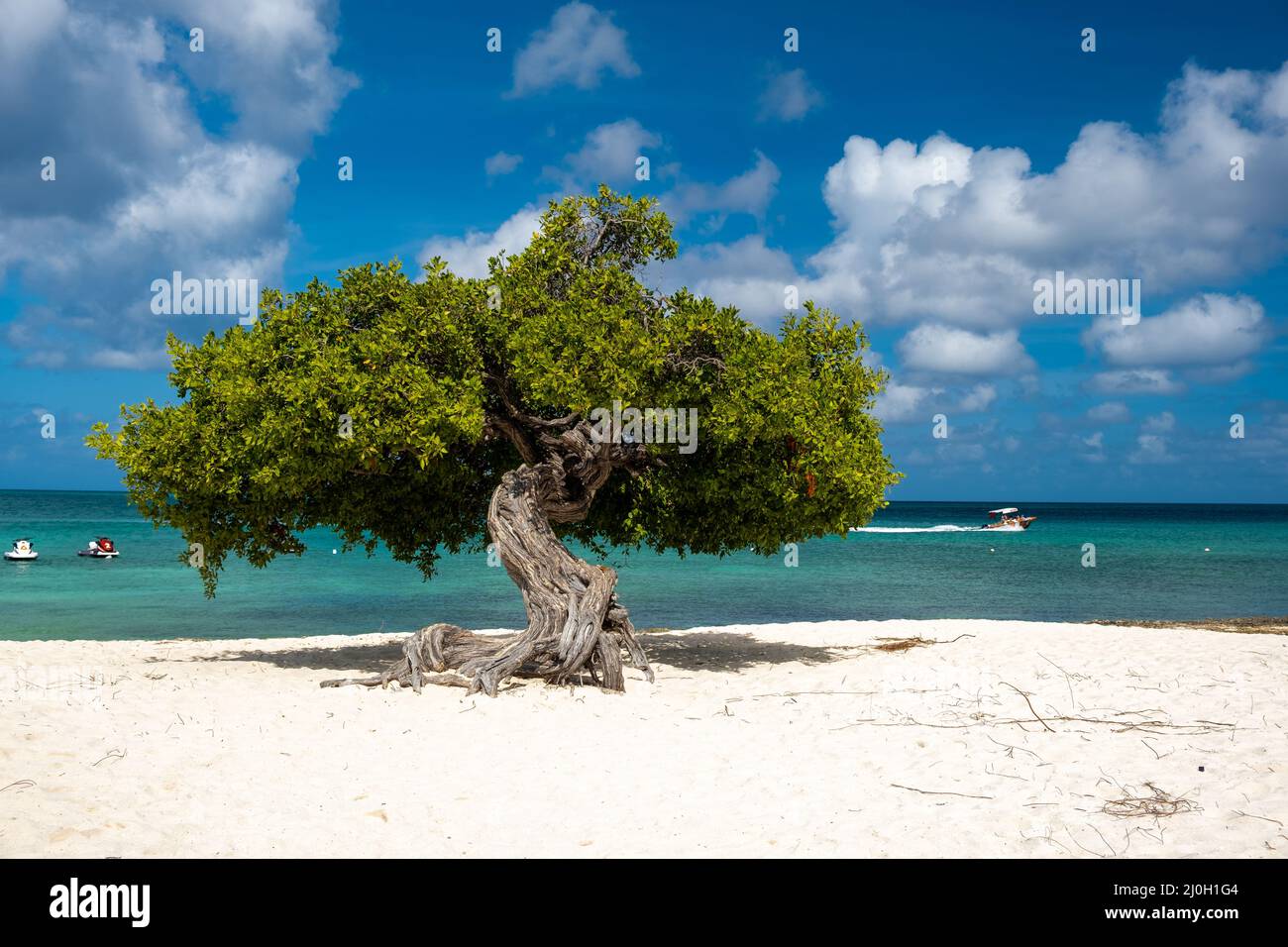 Divi Dive Trees on the shoreline of Eagle Beach in Aruba Stock Photo ...