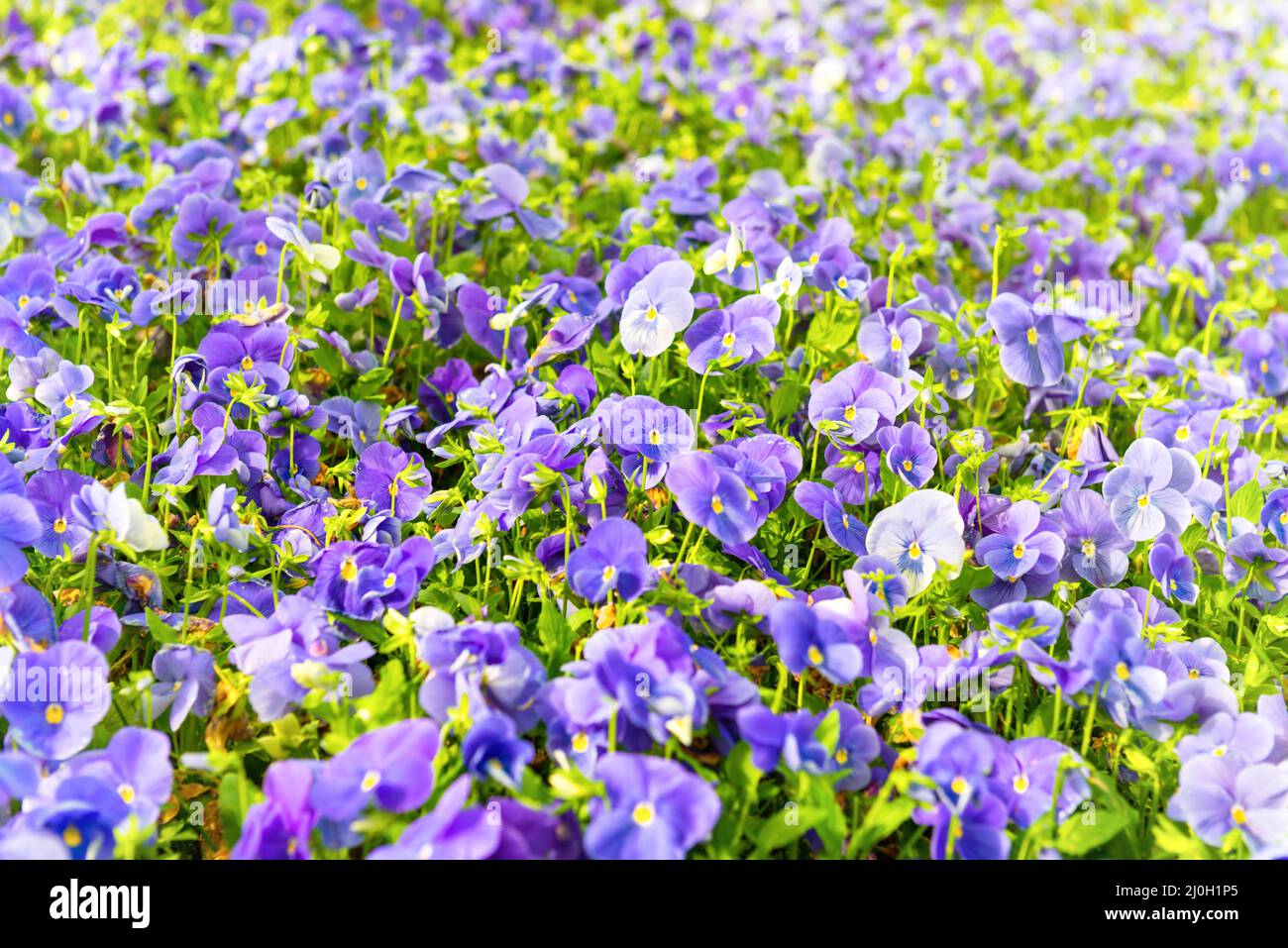 Violet field flowers hi-res stock photography and images - Alamy