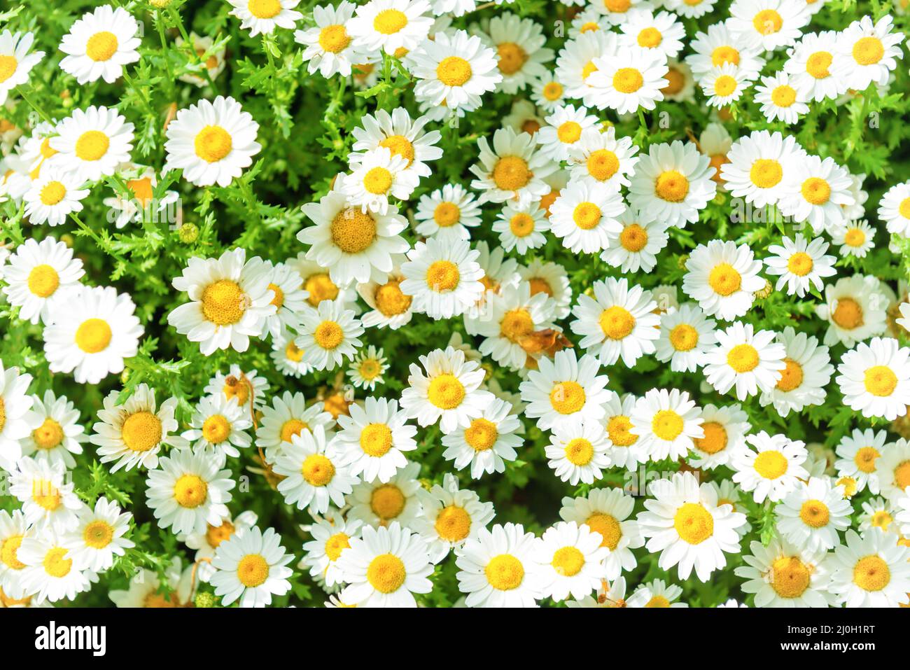 Beautiful white camomile flowers hi-res stock photography and images ...