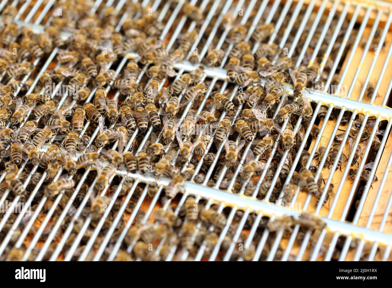 Many honey bees Stock Photo - Alamy