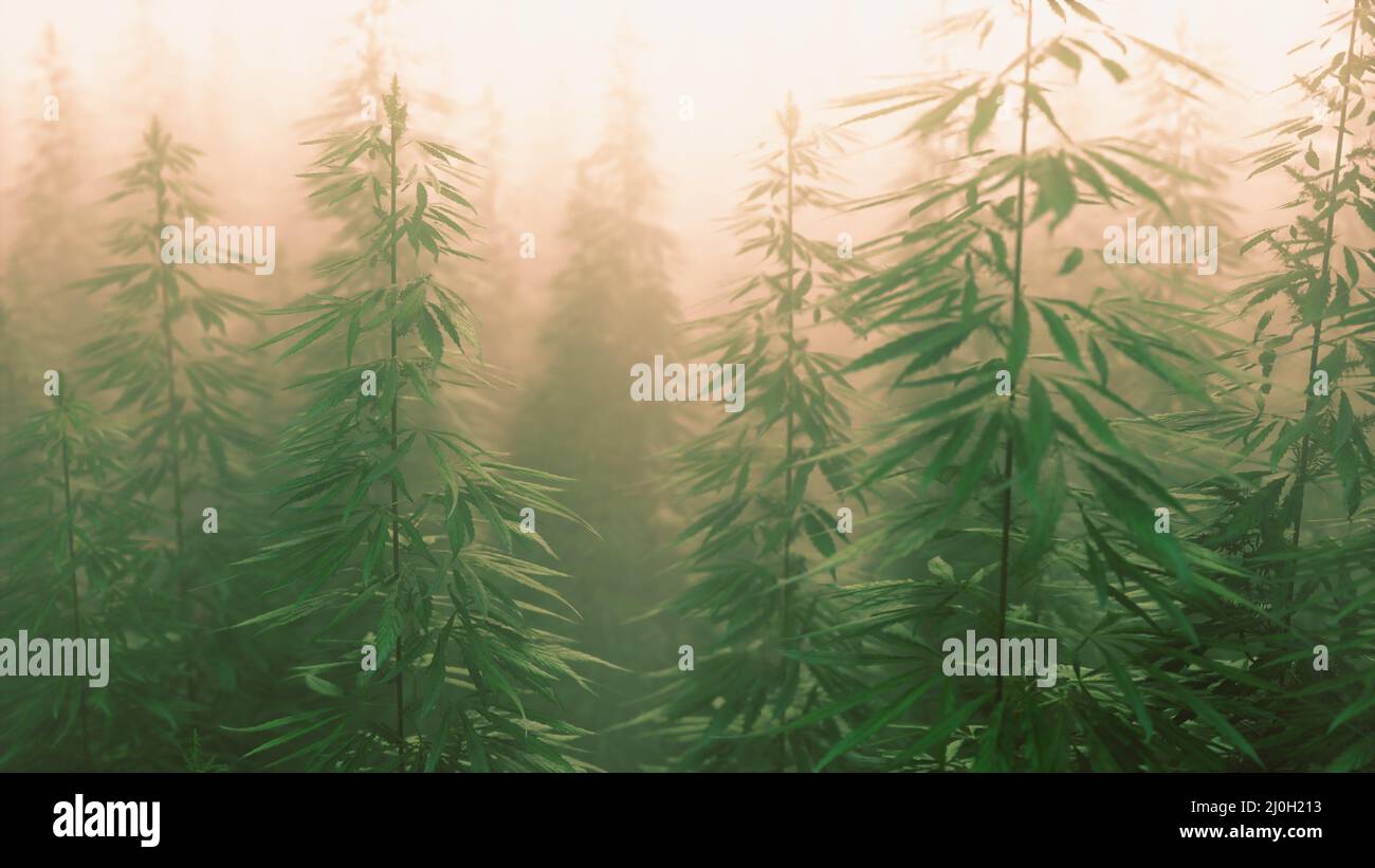 Plantation of cannabis in deep fog Stock Photo - Alamy