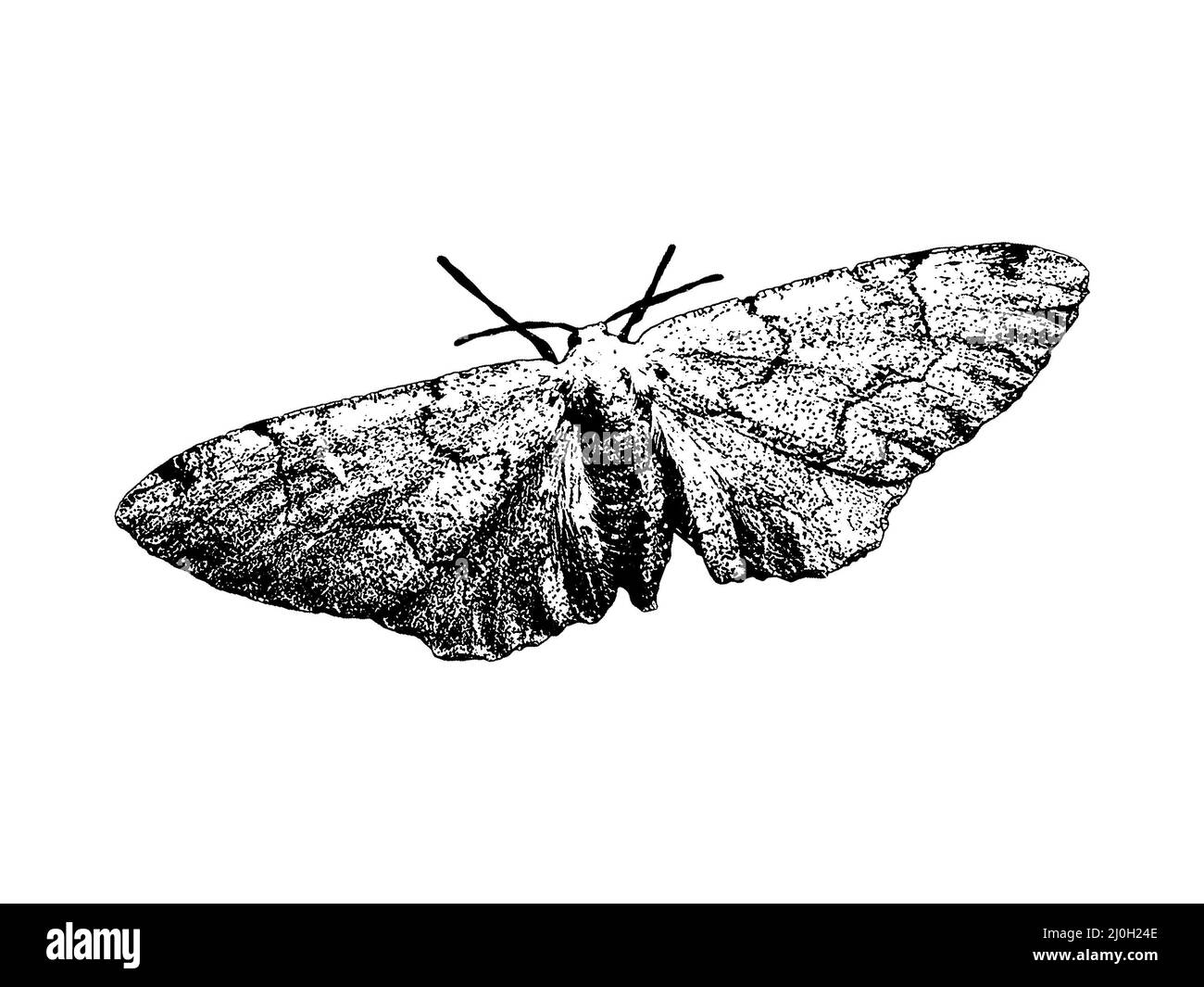 Moth entomology close Cut Out Stock Images & Pictures - Alamy