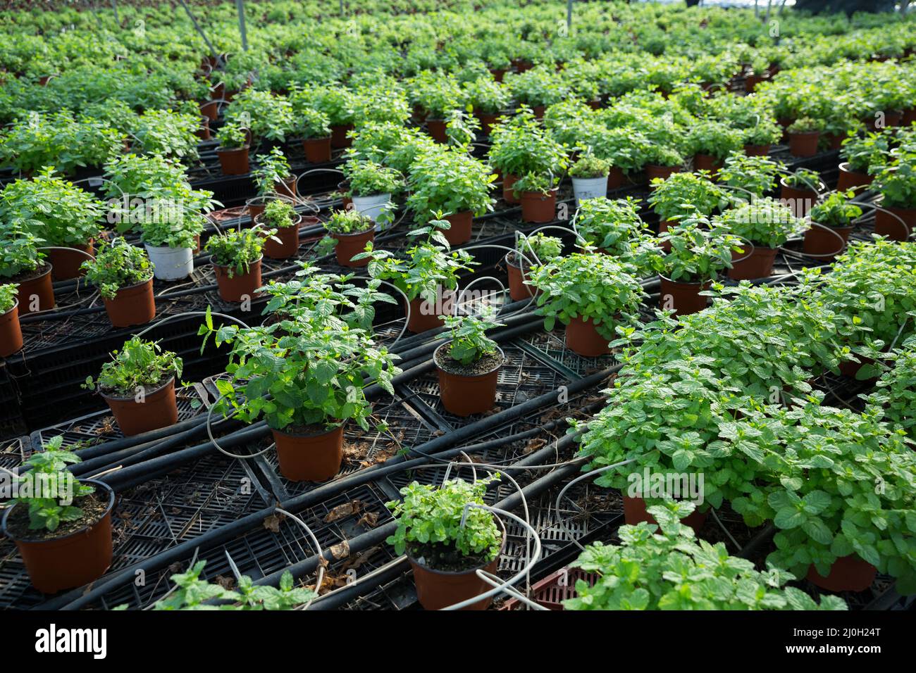 Melissa pick hi-res stock photography and images - Alamy