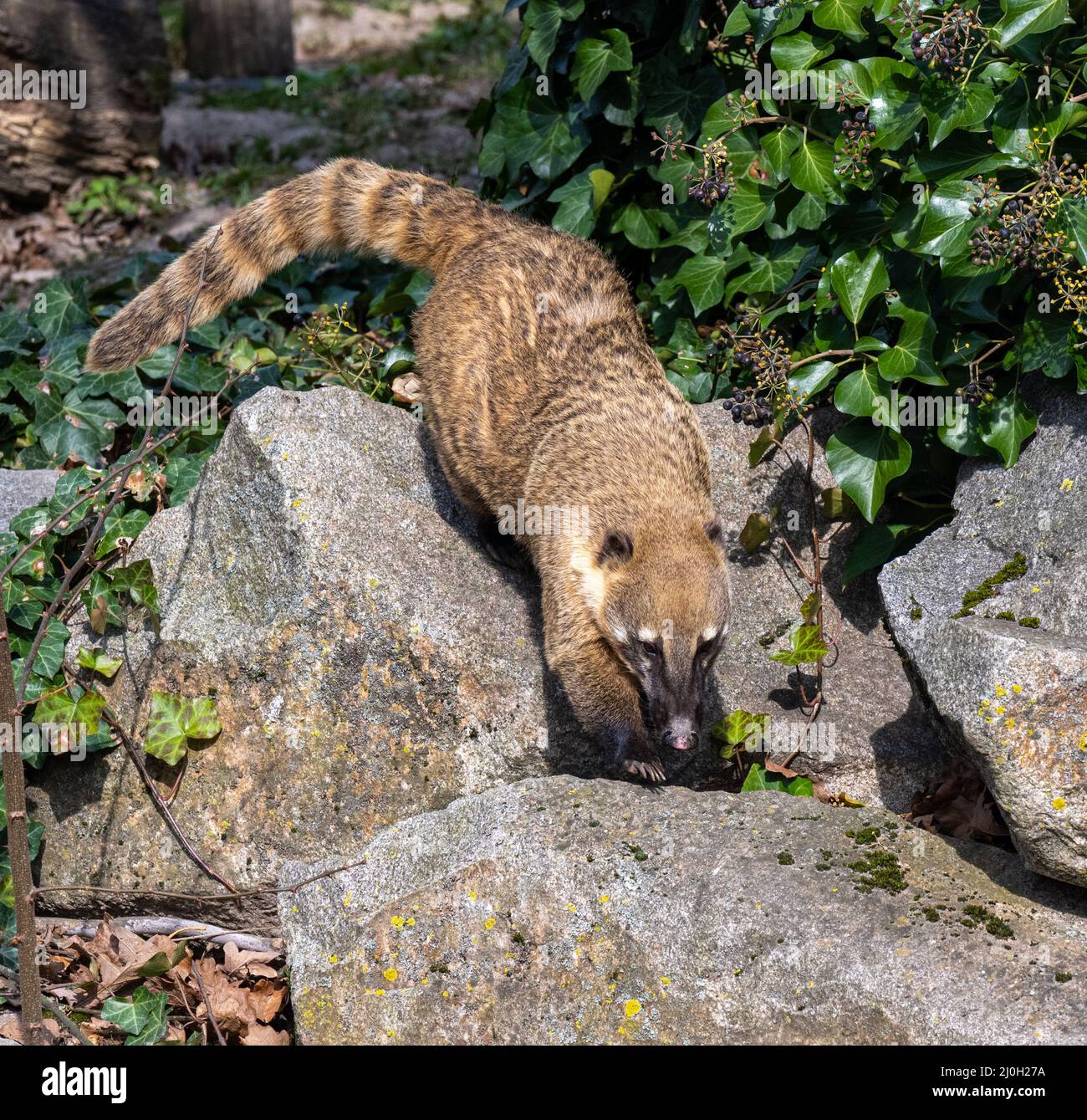 South American coati or ring-tailed coati (Nasua nasua Stock Photo - Alamy