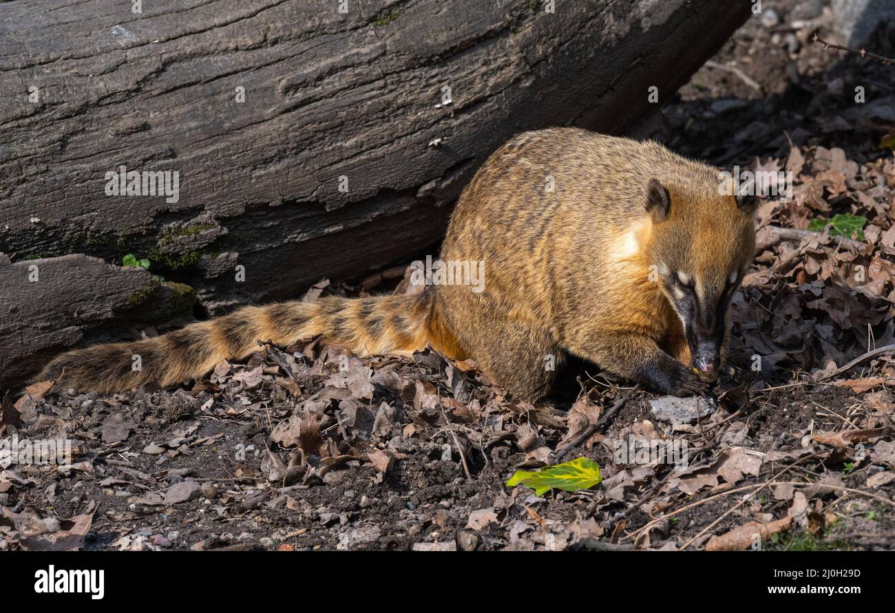 South American coati or ring-tailed coati (Nasua nasua Stock Photo - Alamy