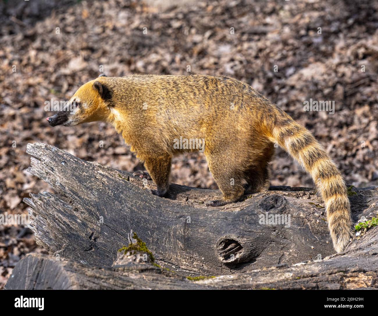 South American coati or ring-tailed coati (Nasua nasua Stock Photo - Alamy