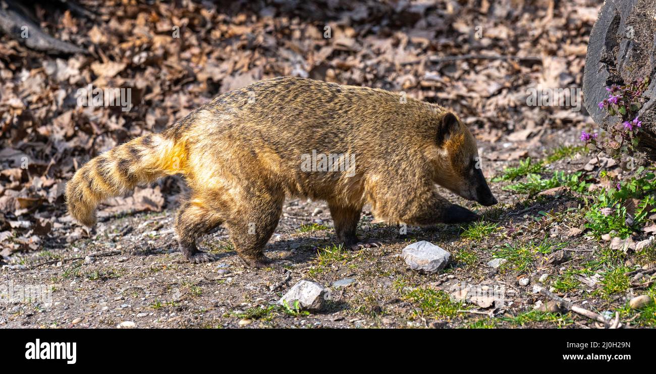 South American coati or ring-tailed coati (Nasua nasua Stock Photo - Alamy