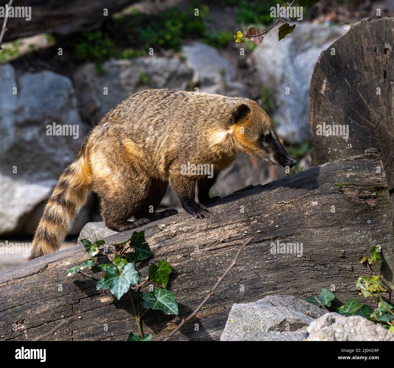South American coati or ring-tailed coati (Nasua nasua Stock Photo - Alamy